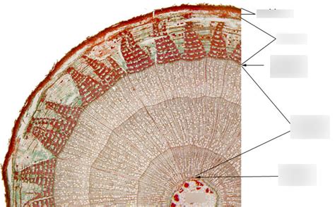 Woody Stem Cross Section Diagram Quizlet
