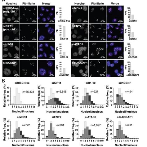 Representative Hits Showing An Increase In Nuclei With ≥5 Nucleoli A Download Scientific