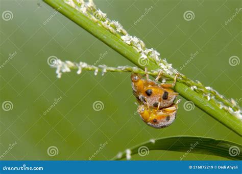 Ladybugs Mating Stock Image Image Of Dragonfly Leaf 216872219