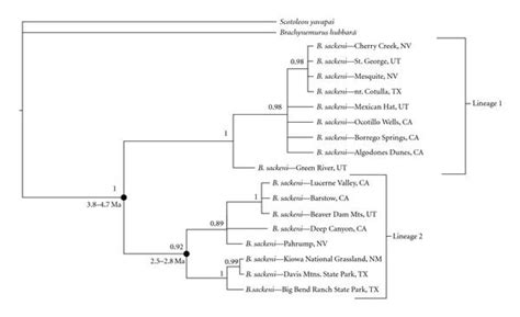 Consensus Tree Of The Bayesian Analysis Done On The Aligned Coi Data Download Scientific