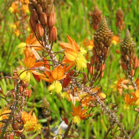 Stalked Bulbine Bulbine Frutescens Plant Care And How To Grow Water