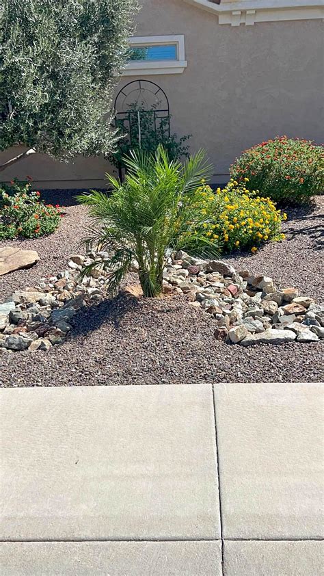 Mini Palm Trees 🌴 75 Each Planting And Delivery Is Separate Multi