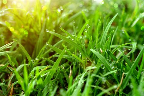 Common Bermuda Grass Problems And How To Solve Them