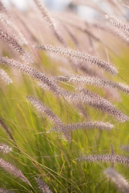 Premium Photo Beautiful Nature Landscape Alpine Meadow Grass Closeup