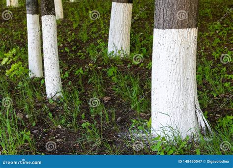 Tree Trunks Treated With An Insect Lime Stock Image Image Of Whiten