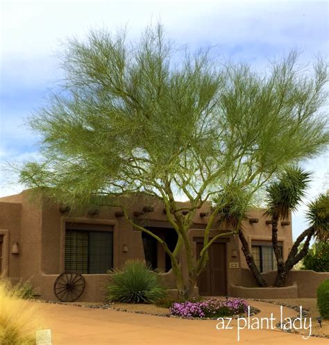 Feathery Cassia Archives Desert Gardening 101