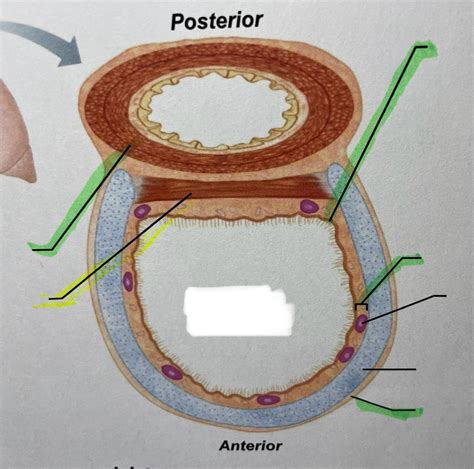 Tracheaesophagus Cross Section Labeling Diagram Quizlet