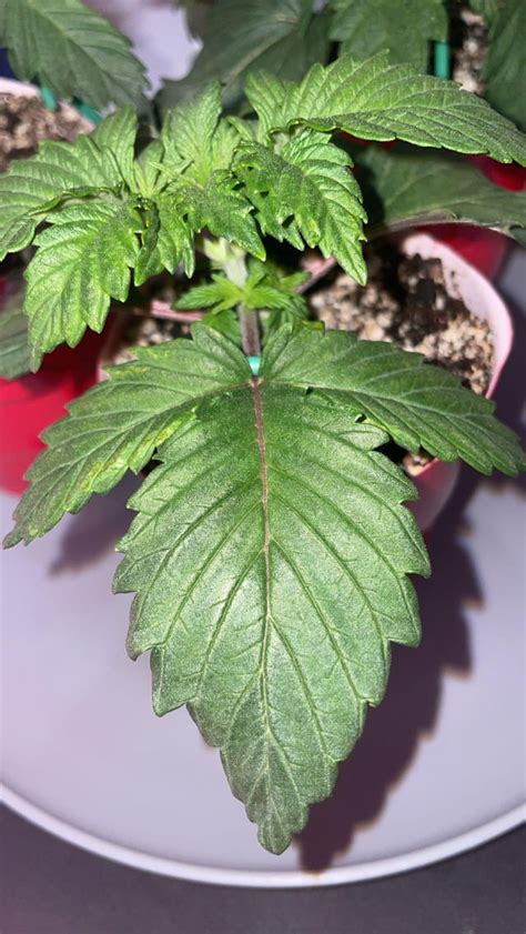Slight Yellowing Tips Twisting Leafs And Spots Appearing On Leafs