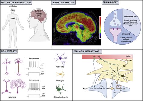 Astrocyte Neuron Metabolic Cooperation Shapes Brain Activity Cell