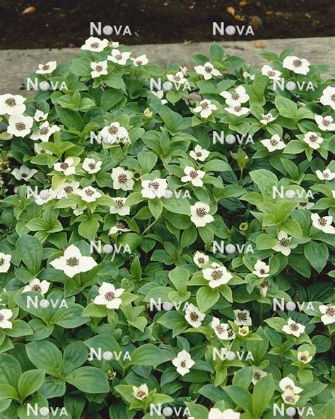 Cornus Canadensis