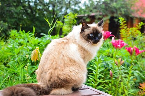 16 Surprising Facts About The Balinese Cat You Never Knew