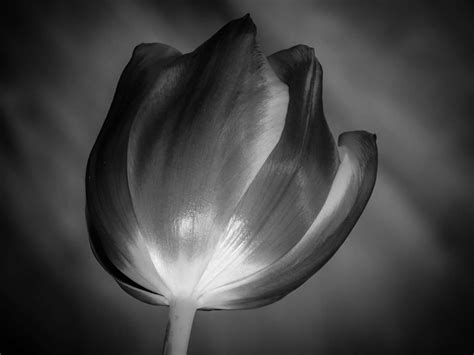 Black And White Flower Photography