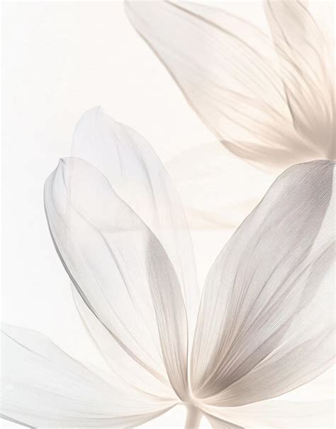 Kila Kila X Vanessa Added A New Kila Kila X Vanessa