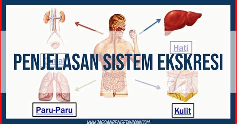 Pengertian Sistem Ekskresi Adalah | Penjelasan, Sistem Ekskresi dan Organ Ekskresi - Jagoan ...