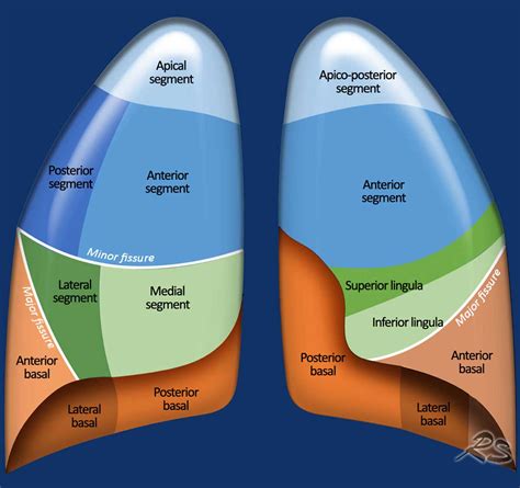 The Radiology Assistant Lung Segments And Bronchi