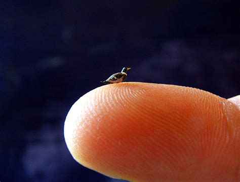 Worlds Smallest Duck Decoy By D E V I A N T A R T On Deviantart