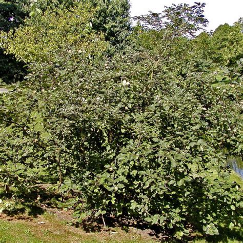 Quince Cydonia Oblonga Plant Care And How To Grow Water