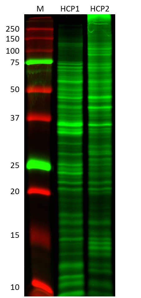 Hcp Profiling Analysis By 1d Sds Page Applied Biomics