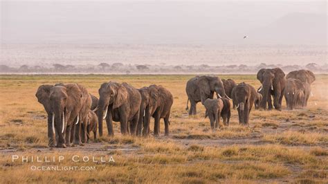 African Elephant Herd Amboseli National Park Kenya Loxodonta Africana