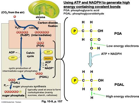 C4 Versus C3 Plants Ppt Download