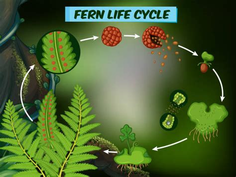 30 Forest Life Cycle Stock Illustrations Royalty Free Vector Graphics