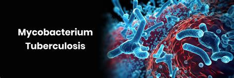 What Is Mycobacterium Tuberculosis