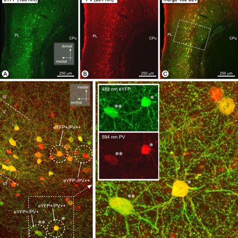 Chat Cre Tracing Experiments A Aav Transfected Neurons In Nucleus Download Scientific