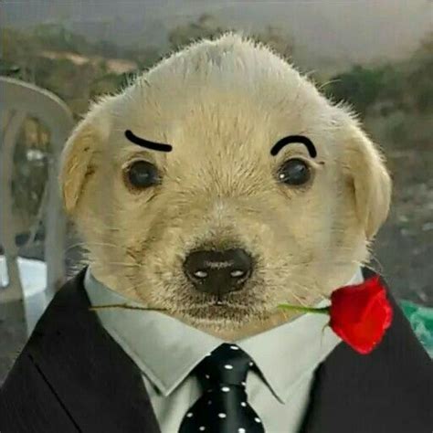 Façhero 👺 Memeb Imágenes Divertidas De Animales Perros Lindos Humor