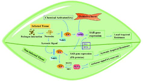The Function Of Sa In The Formation Of Local Resistance And Sar Plants
