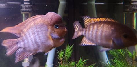 Big Daddy Sajica And His Mate Part Of A Group Of 6 R Aquariums