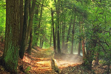Imagen Gratis Madera árbol Paisaje Naturaleza Hoja Amanecer