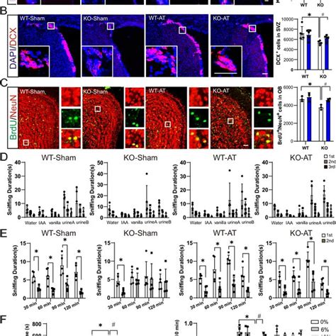 Olfactory Function Assay Of Seipin Ko And Wt Mice A Time Spent Download Scientific Diagram