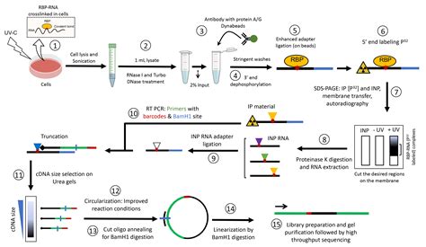 Rna Biochemistry Bio Protocol