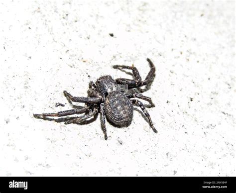 Araneus Ventricosus é Venenosa Fdplearn