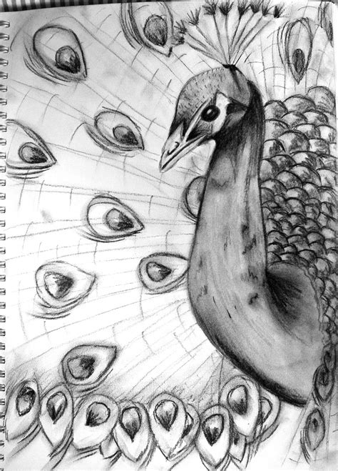 Peacock Charcoal Drawing Fixer Upper At Amy Kugler Blog