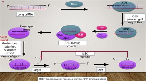 Sirna And Mirna Pptx Programming Languages Computing
