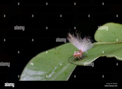 A Planthopper Nymph With A Fluffy Looking Rear End In Gunung Mulu