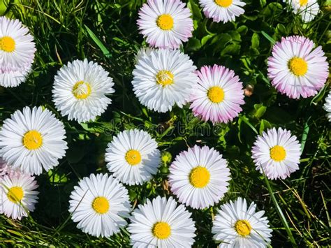 Delicate White And Pink Daisies Or Bellis Perennis Flowers On Green