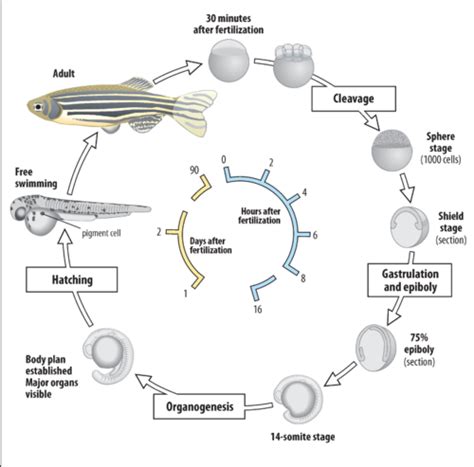 Week 10 Molecular Signalling Pathways Cell Polarity Flashcards Quizlet