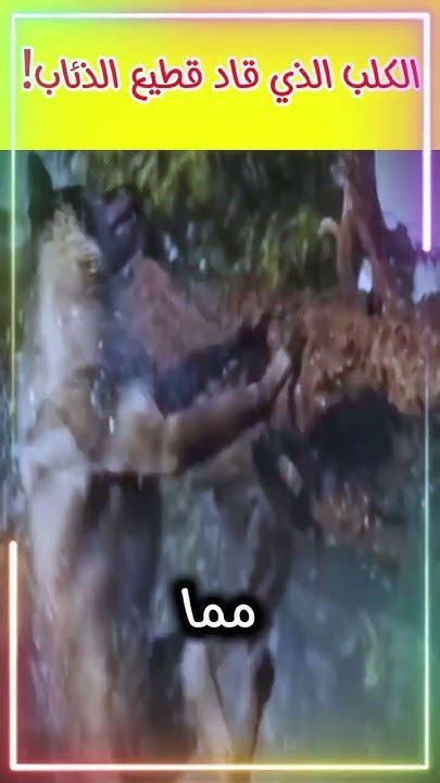 كيف أصبح هذا الكلب قائد قطيع الذئاب بعد مواجهة مع دب ضخم؟ Youtube