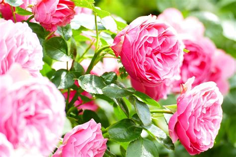 Des Roses Fleurs Photo Gratuite Sur Pixabay Pixabay