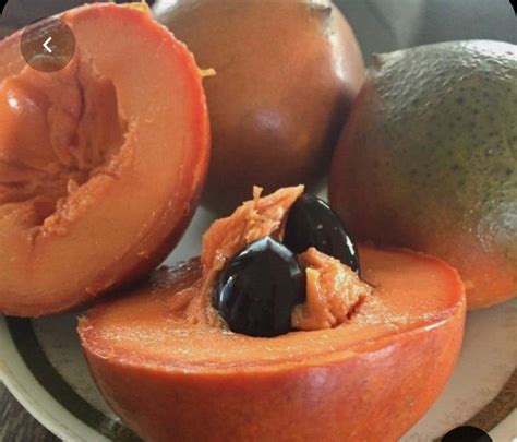 Green Sapote Ross Creek Tropicals