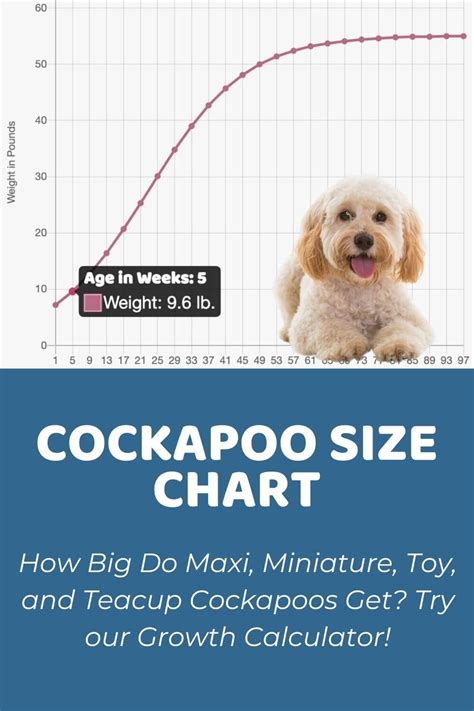 Cockapoo Size Chart For Maxi Miniature Toy And Teacup Cockapoos