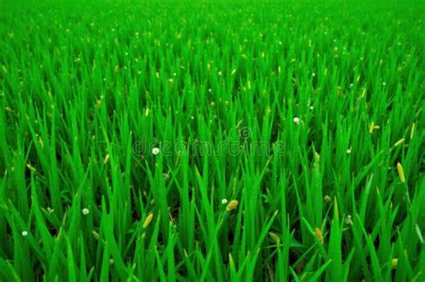 Vibrant Green Grass Texture Seamless Pattern Grass Spring Texture