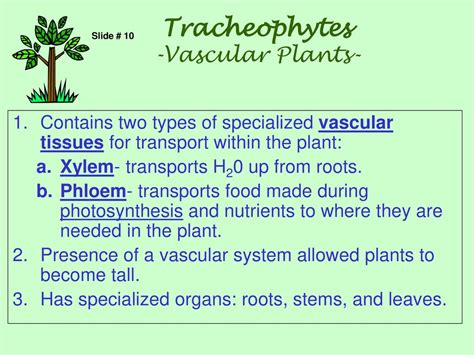 The Classification Of Plants Ppt Download