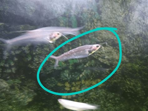 Ghost Catfish What Is Wrong And What Can I Do About The White Lines