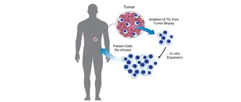 Flow Electroporation Gmp Processing Assemblies Maxcyte