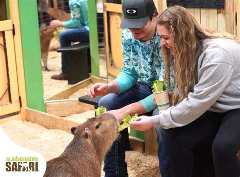 Sustainable 🥬 Our Capybara Experience Lets You Get Up Close And