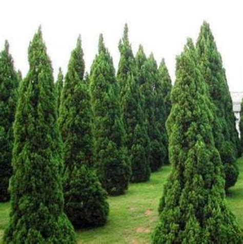 龙柏篱修剪龙柏篱龙柏绿篱第6页大山谷图库