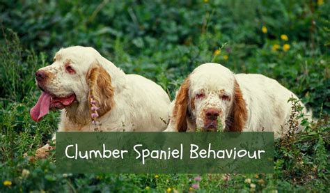Clumber Spaniel Easy Spaniel Training